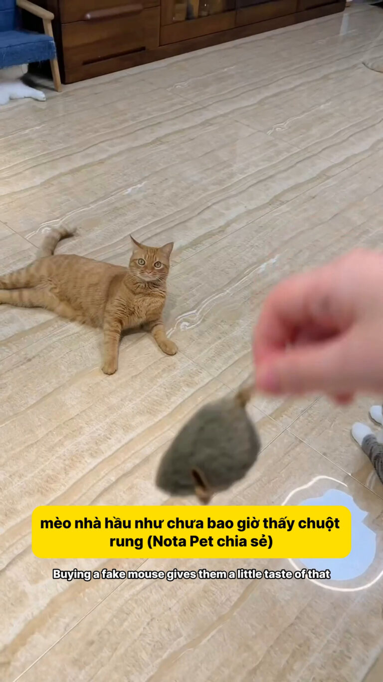 Bí Mật Khiến Mèo "Phát Cuồng" Với Đồ Chơi Kêu Tiếng Chuột - Nota Pet VN