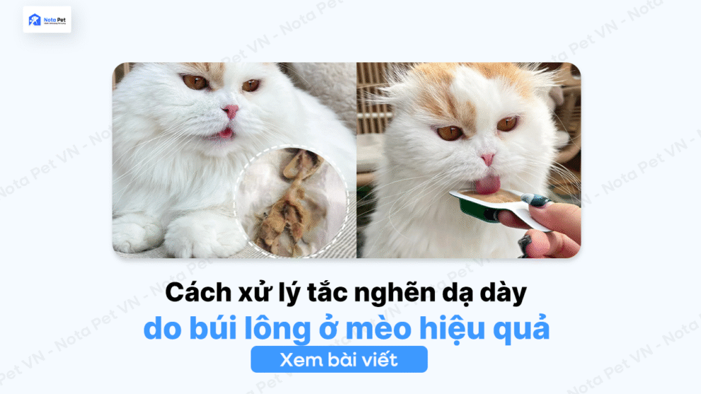 Làm Thế Nào Để Giảm Bớt Vấn Đề Nôn Lông Ở Mèo? - Nota Pet VN